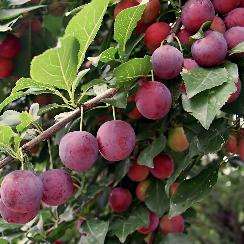 American Plum Tree | USDA Zones 3-8 | 2-3 Foot | Fruit-Bearing Trees ...