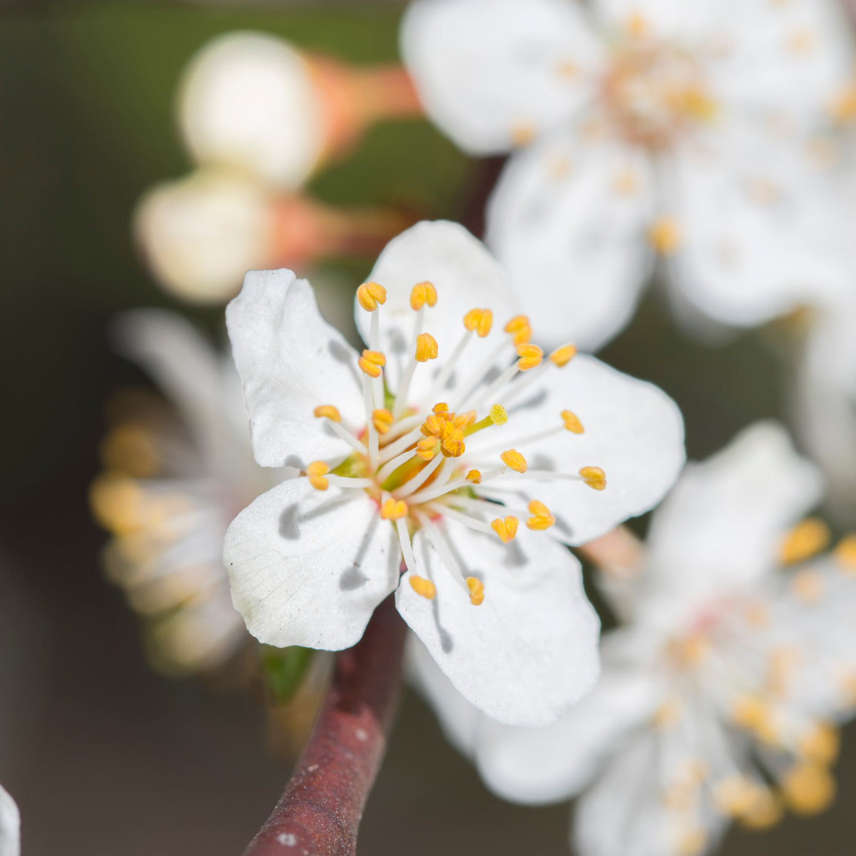 American Plum Tree | USDA Zones 3-8 | 2-3 Foot | Fruit-Bearing Trees ...